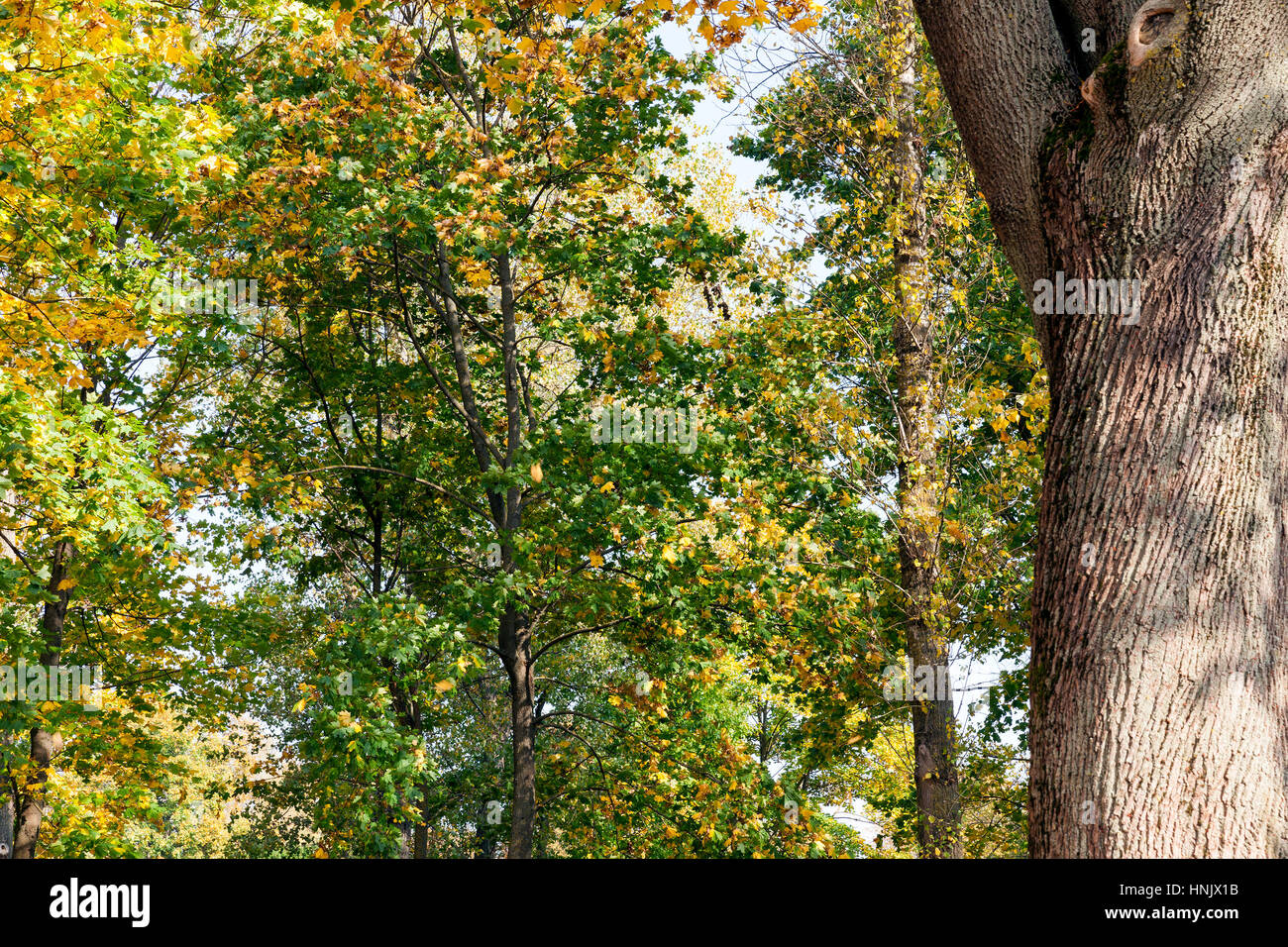 yellowed maple trees in autumn Stock Photo - Alamy