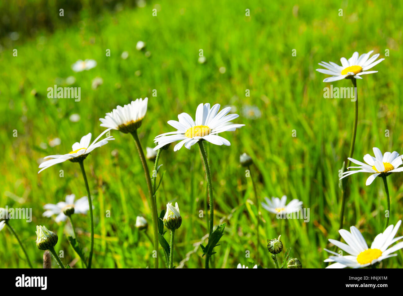 Group blossoming camomile flower hi-res stock photography and images ...
