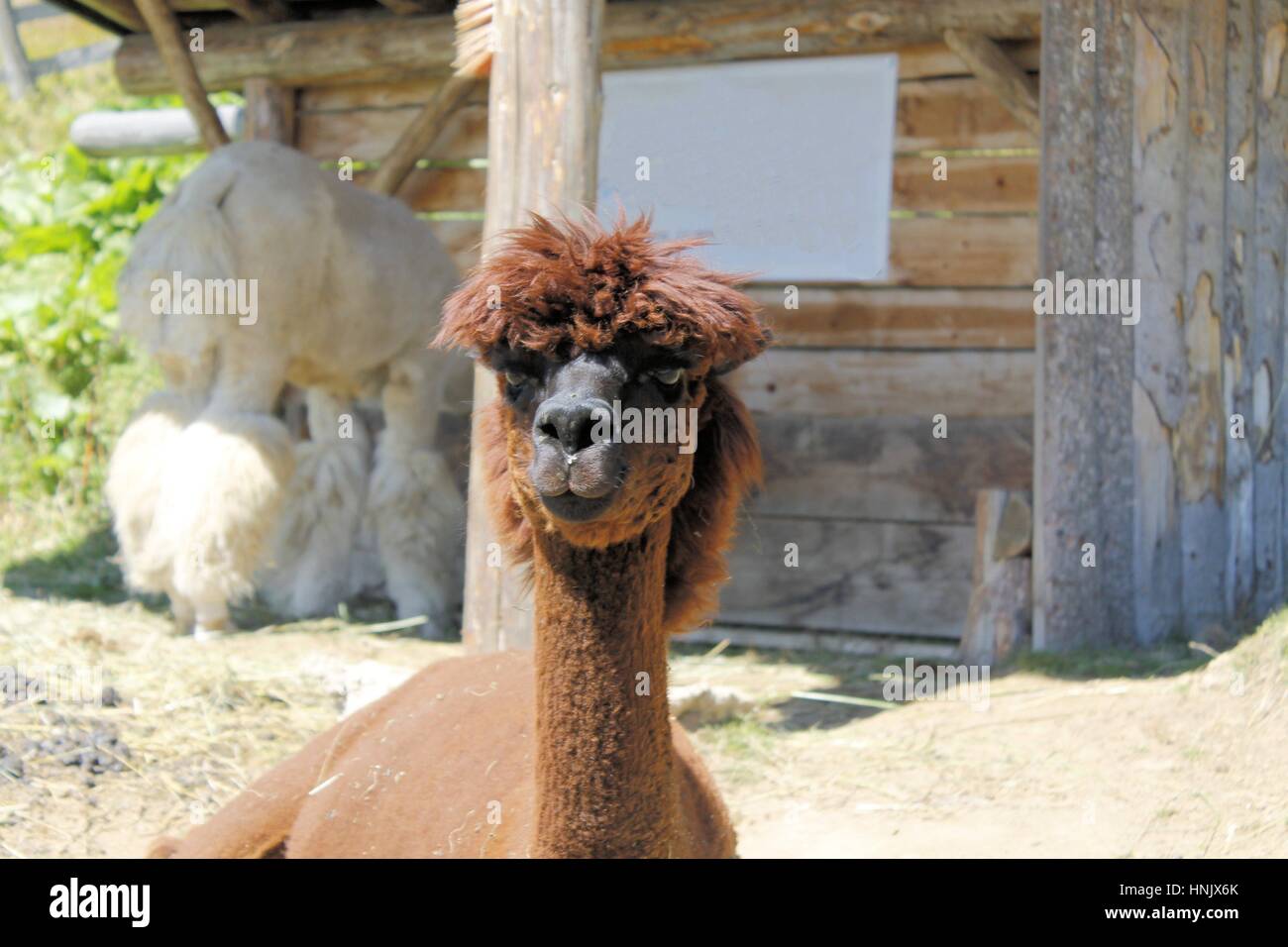 The llama (Lama glama) is a domesticated south american camelid Stock ...