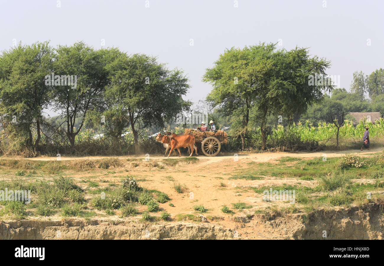 Man driving ox cart on hi-res stock photography and images - Alamy