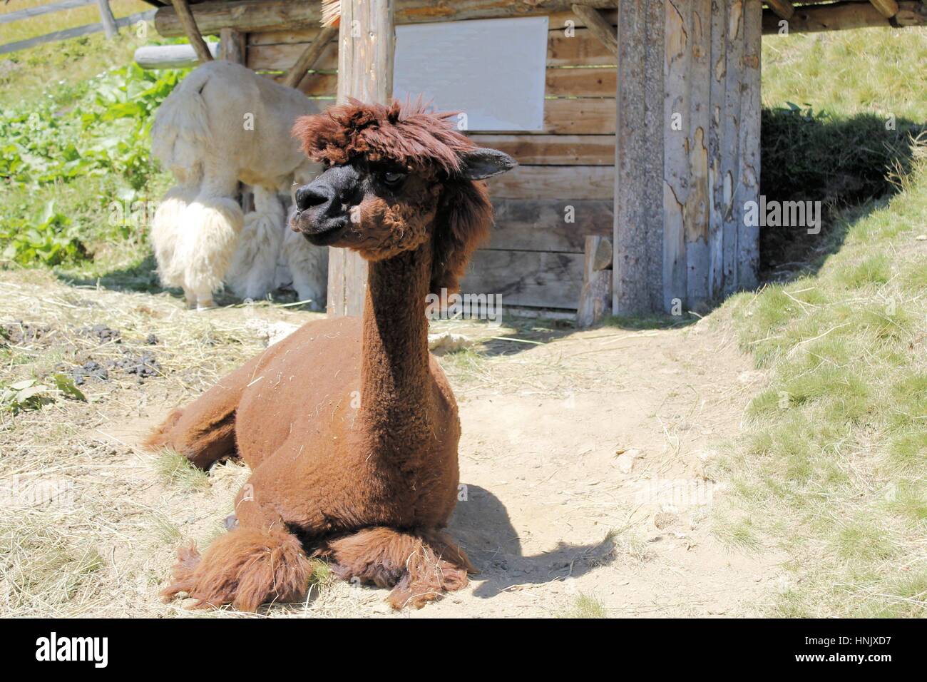 The llama (Lama glama) is a domesticated south american camelid Stock ...
