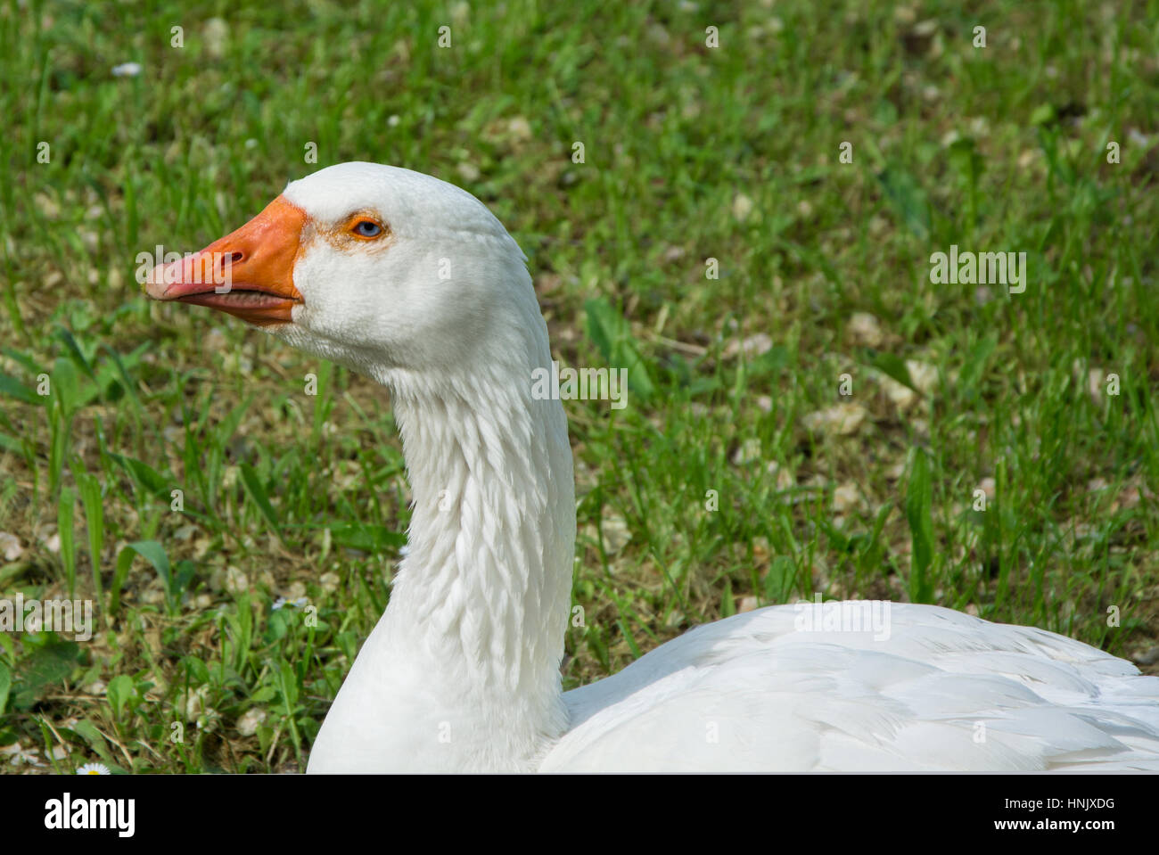 Domestic white goose portrait at the farm Stock Photo - Alamy