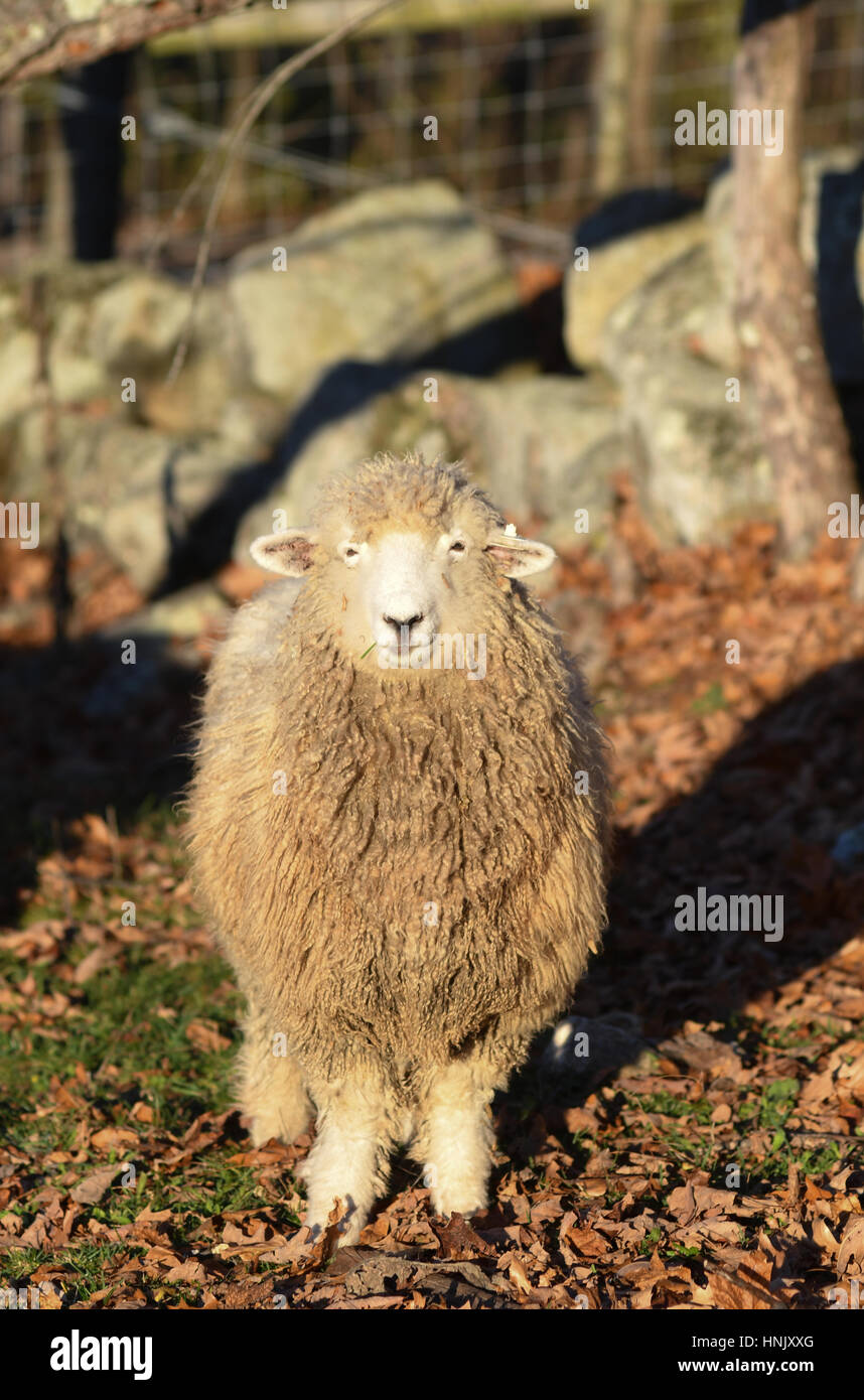 A seep standing alone by a stone wall in early morning Stock Photo - Alamy