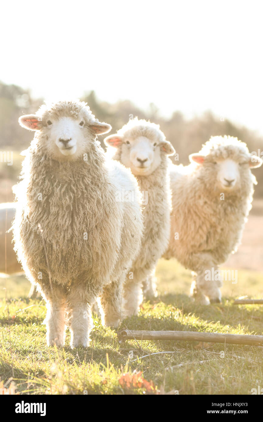 Sheep trio hi-res stock photography and images - Alamy