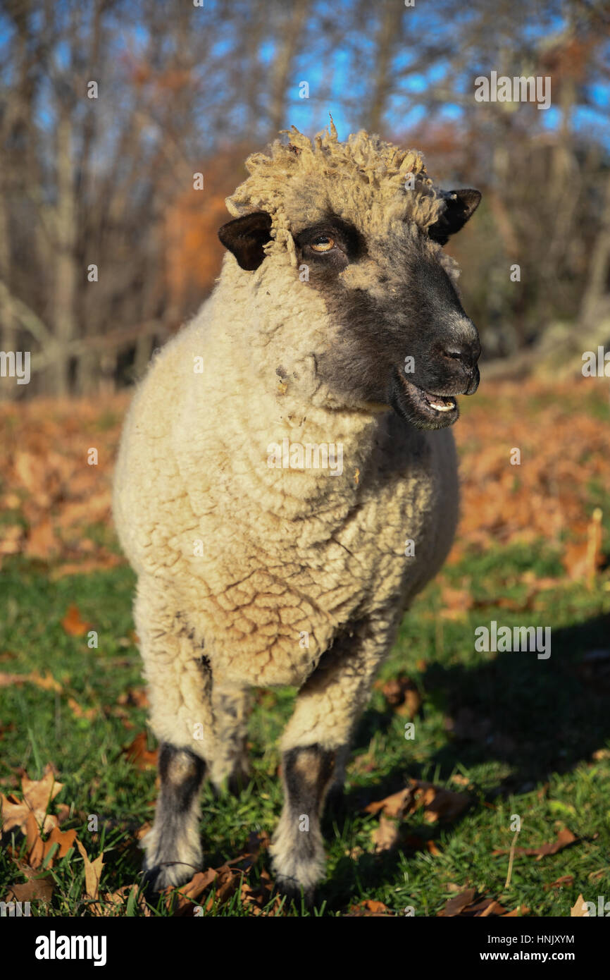Hungry Sheep High Resolution Stock Photography and Images - Alamy