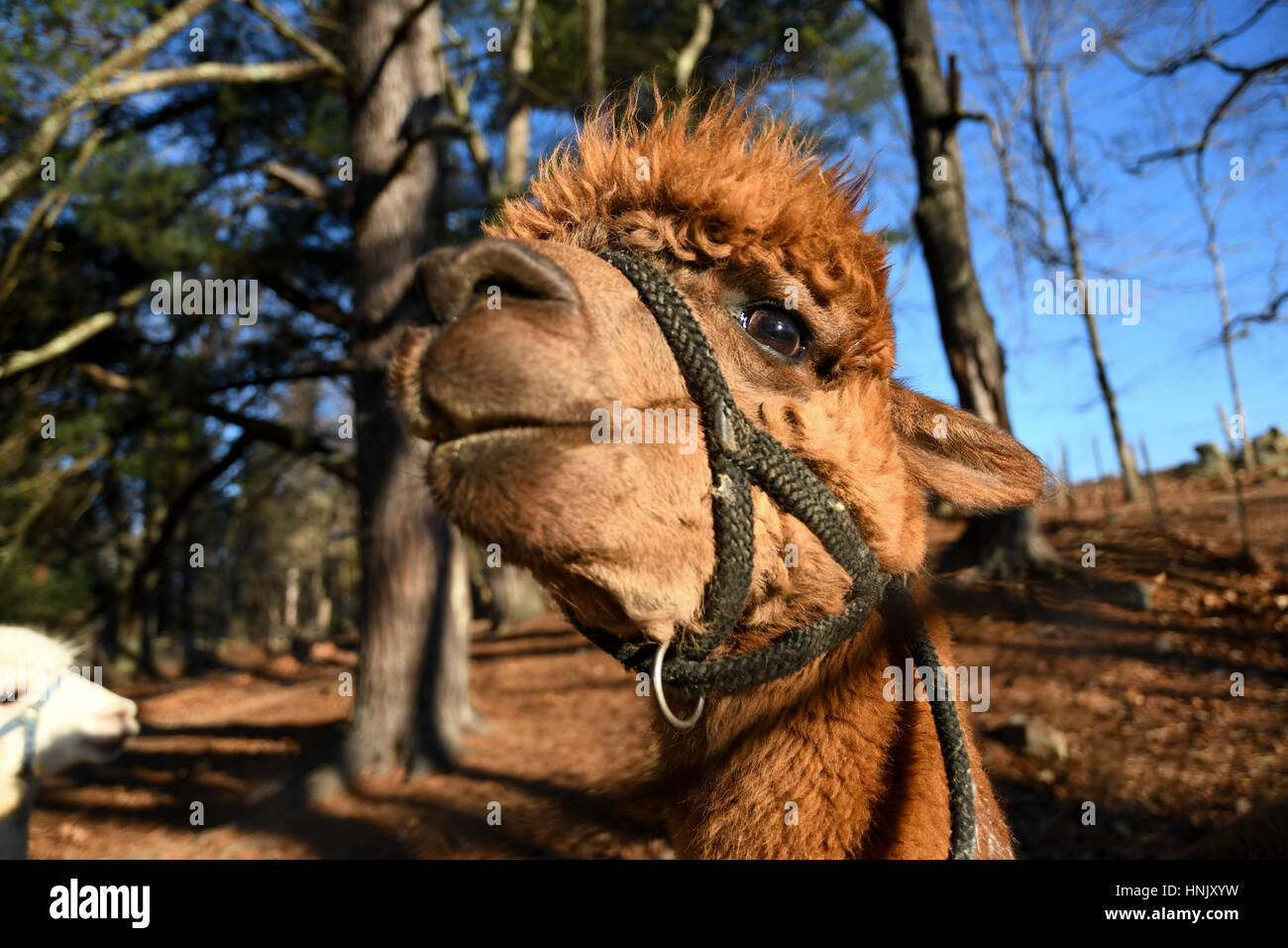 A brown alpaca checks out the camera Stock Photo - Alamy