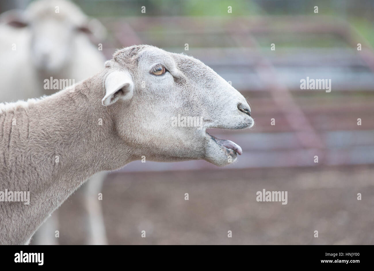 Shorn sheep hi-res stock photography and images - Alamy