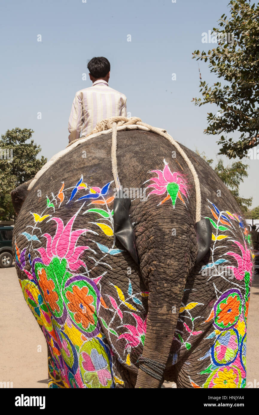 Tourists,folk music,dance Painted,decorated,elephants,At Holi,Spring ...