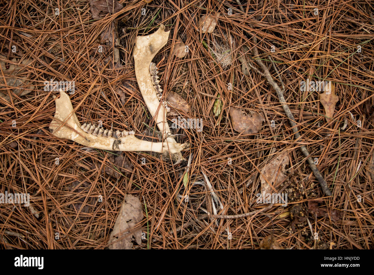 Deer remains in the forest in North Carolina Stock Photo - Alamy