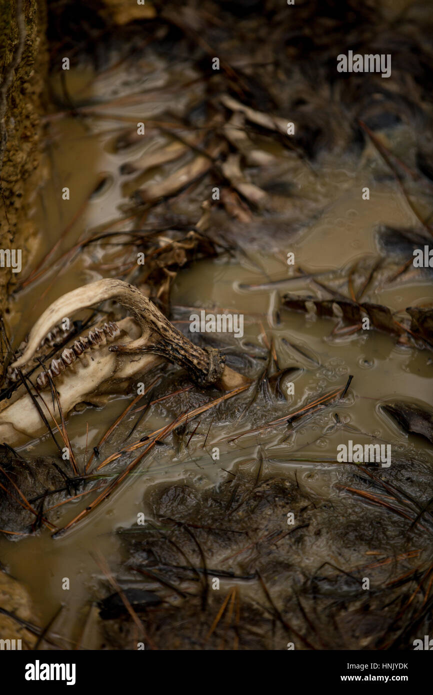 Deer remains in the forest in North Carolina Stock Photo - Alamy