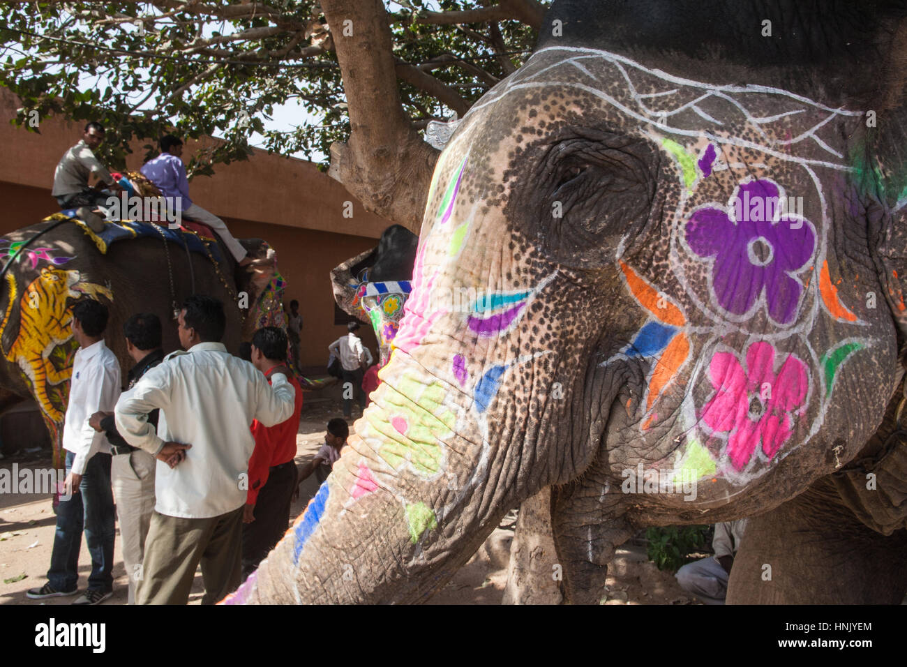 Tourists,folk music,dance Painted,decorated,elephants,At Holi,Spring ...