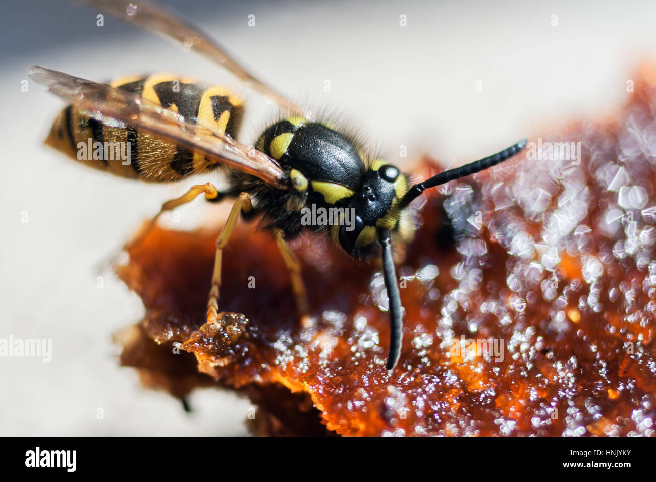 the wasp eating apple fruit jelly Stock Photo - Alamy