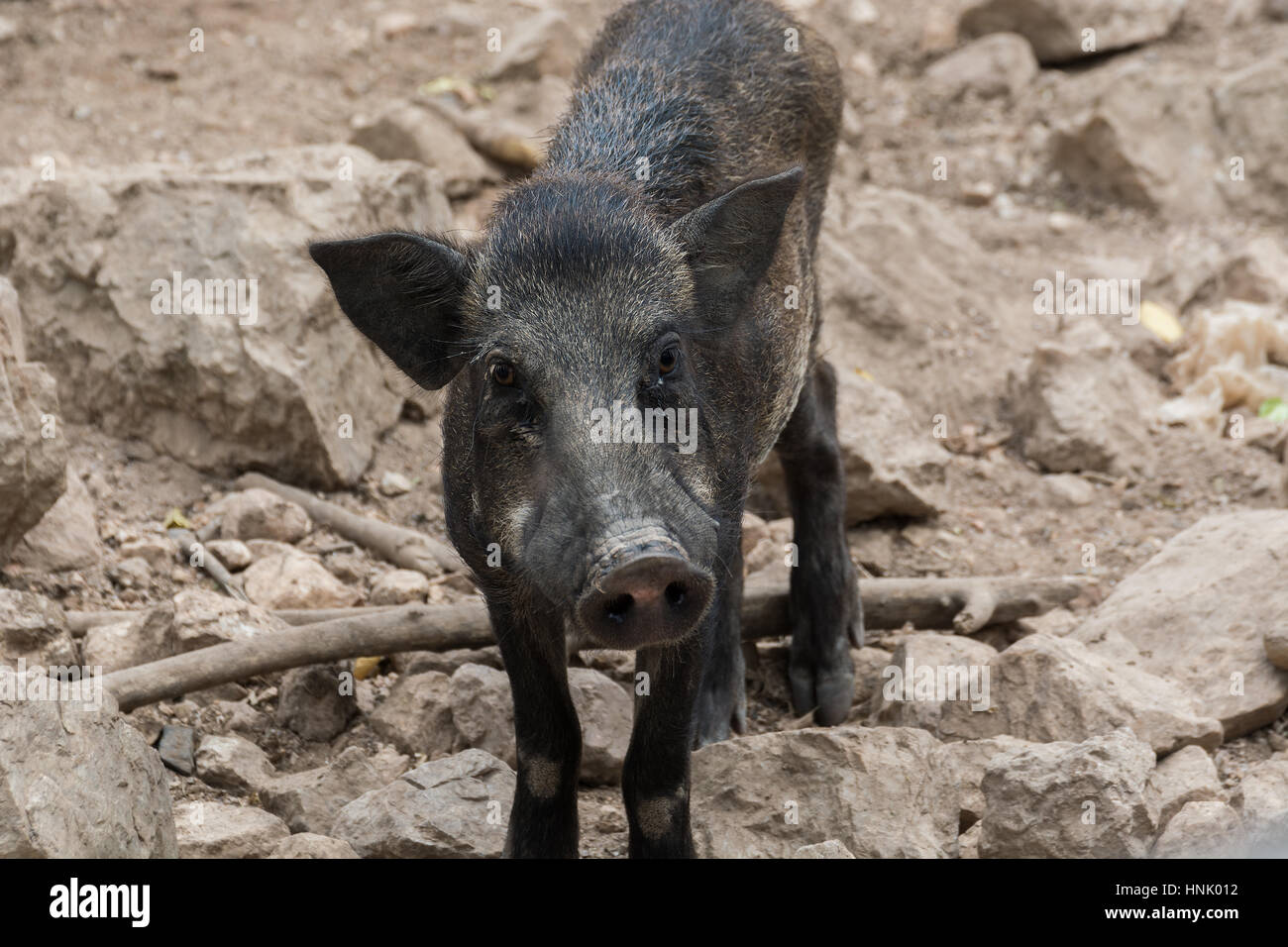 Wild boar in their natural habitat Stock Photo - Alamy