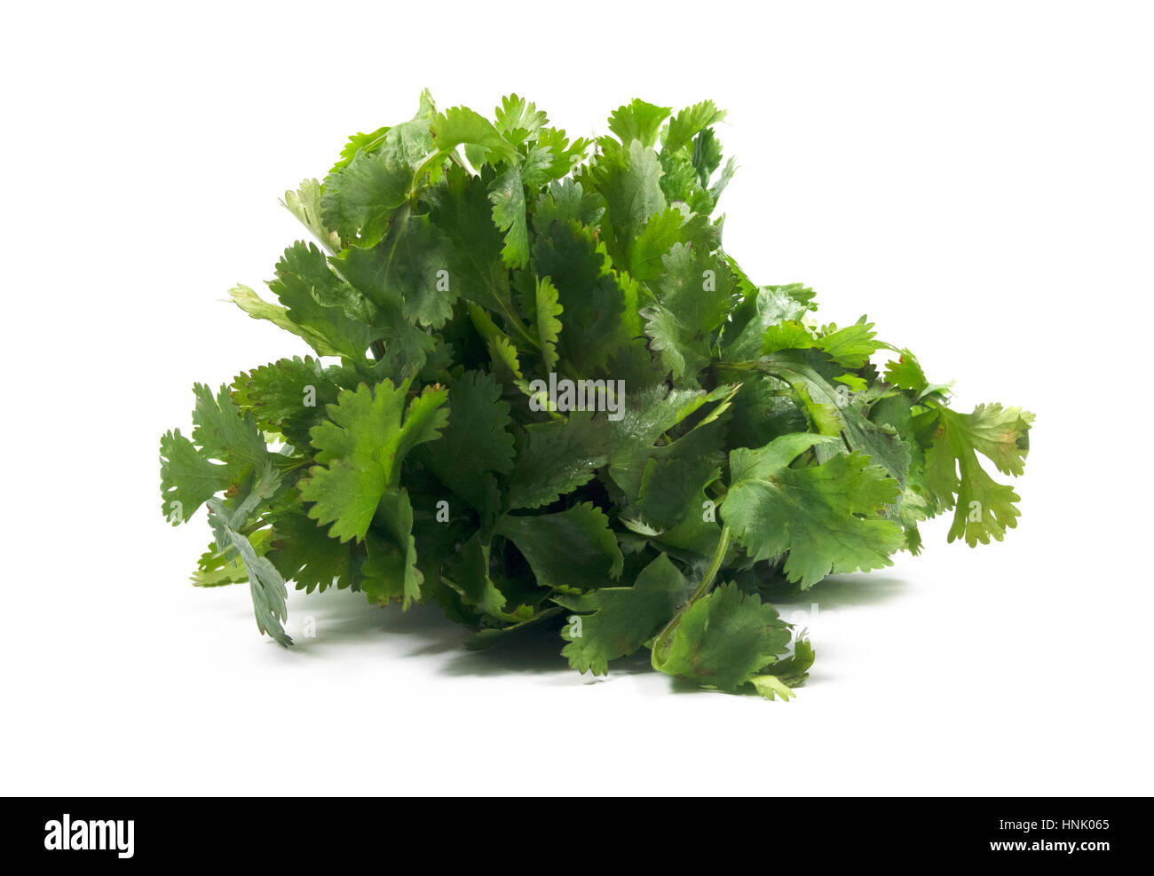 Isolated cilantro on a white background Stock Photo - Alamy