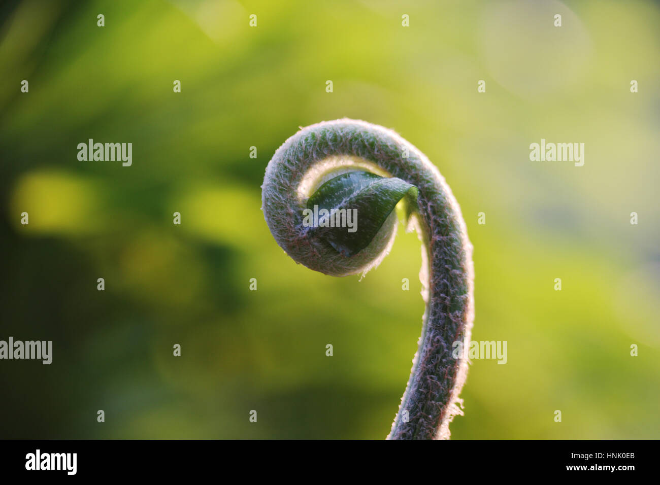 Fiddlehead of Fishtail fern Stock Photo - Alamy