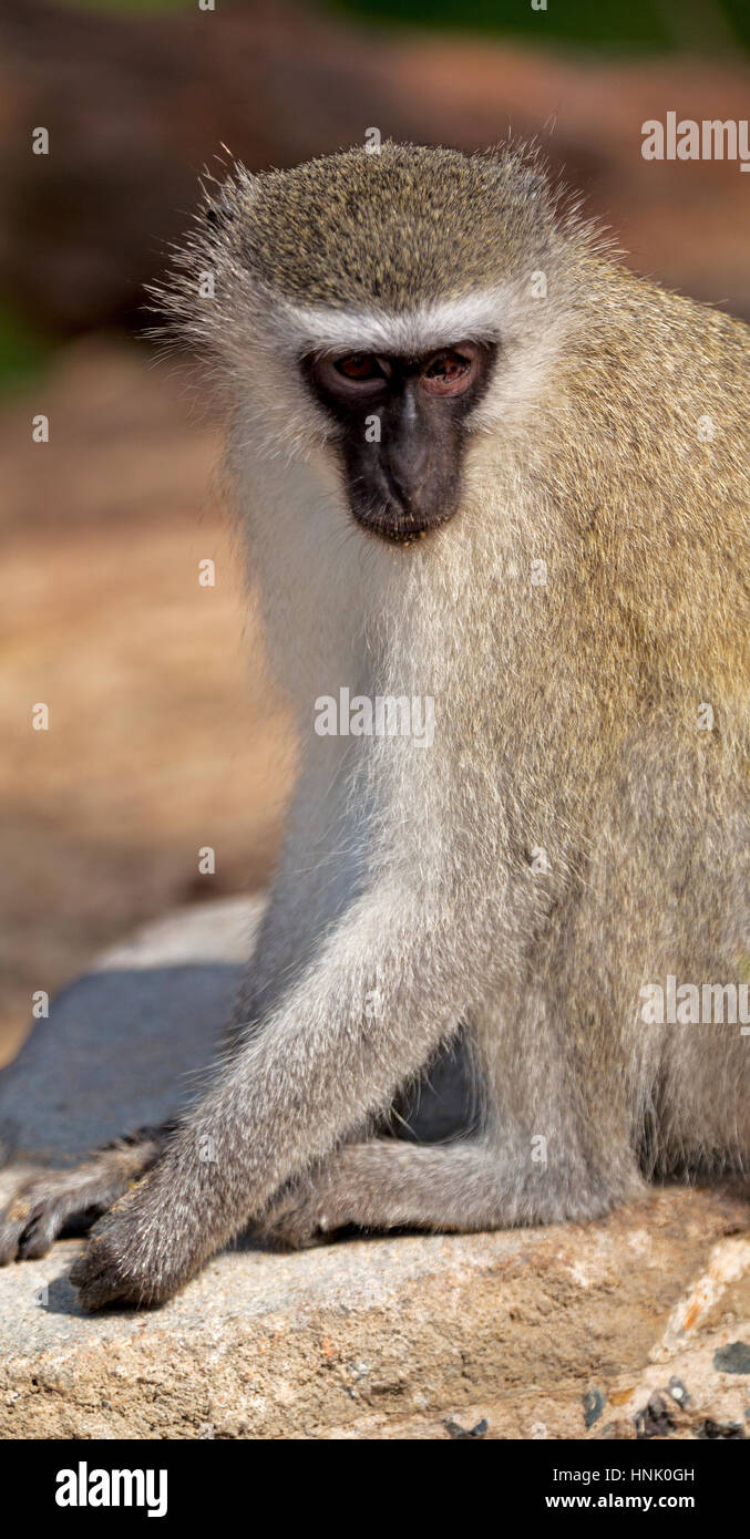 blur in south africa kruger wildlife nature reserve and wild monkey ...