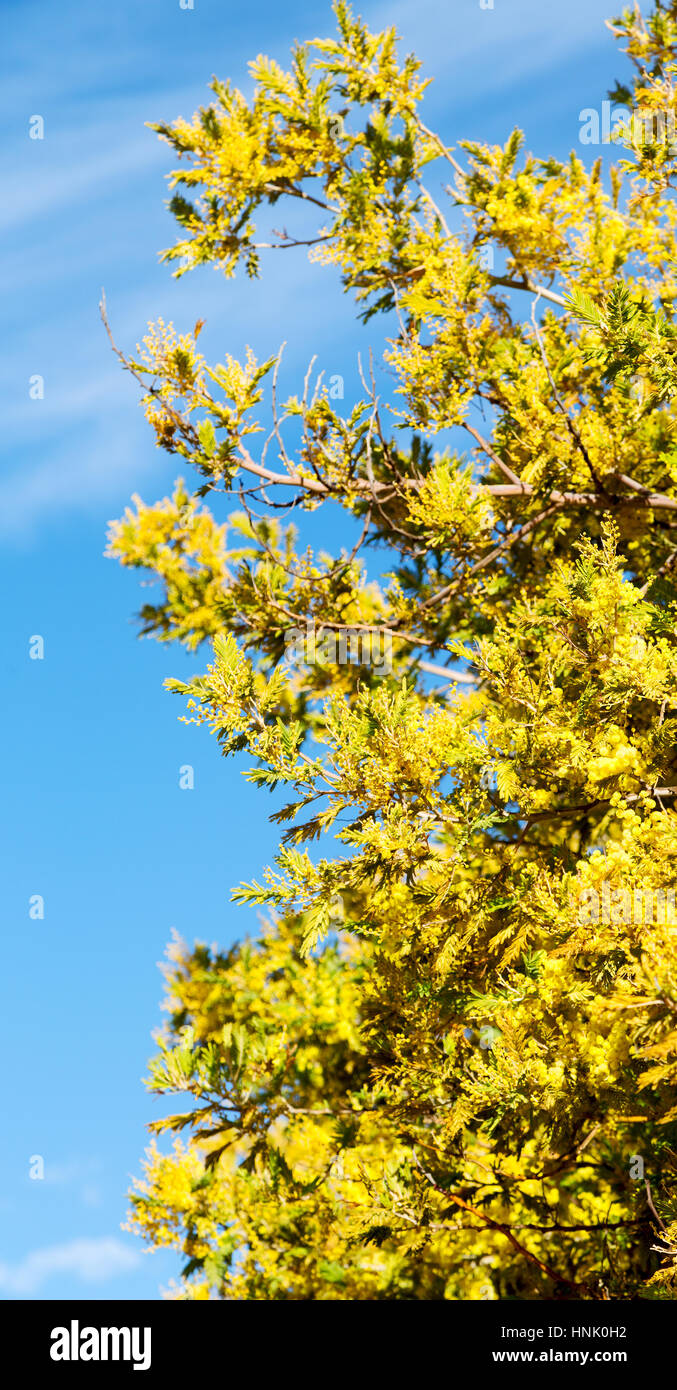 in south africa wildlife mimosa plant and tree in the national park ...