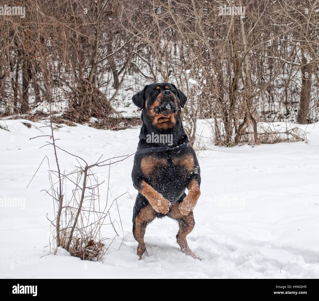 Rottweiler snow hi-res stock photography and images - Alamy