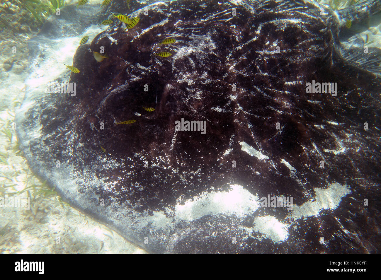 Stingray with pilot fish amongst seagrass, Green Island, Great Barrier ...