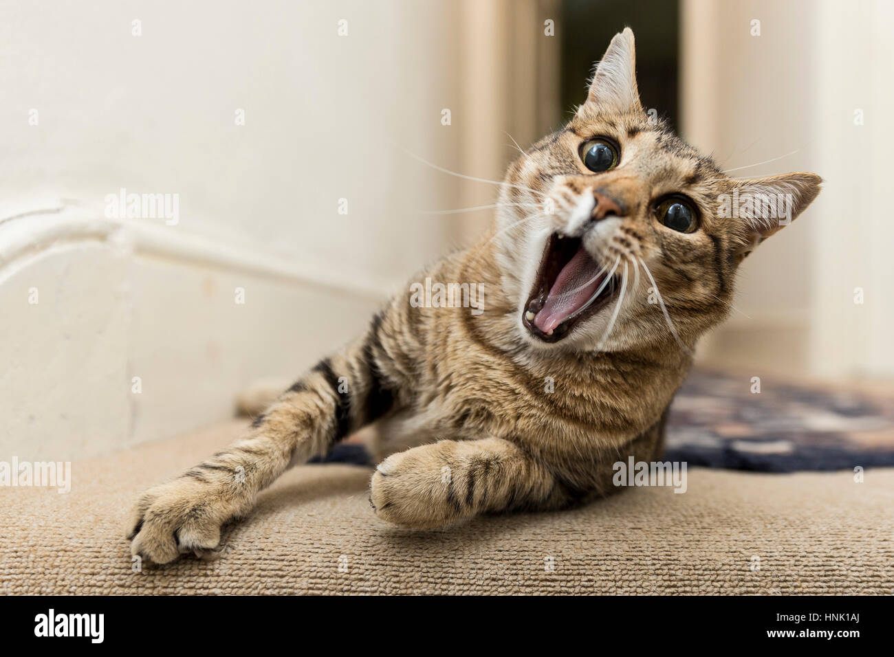 Funny Cat Expressions