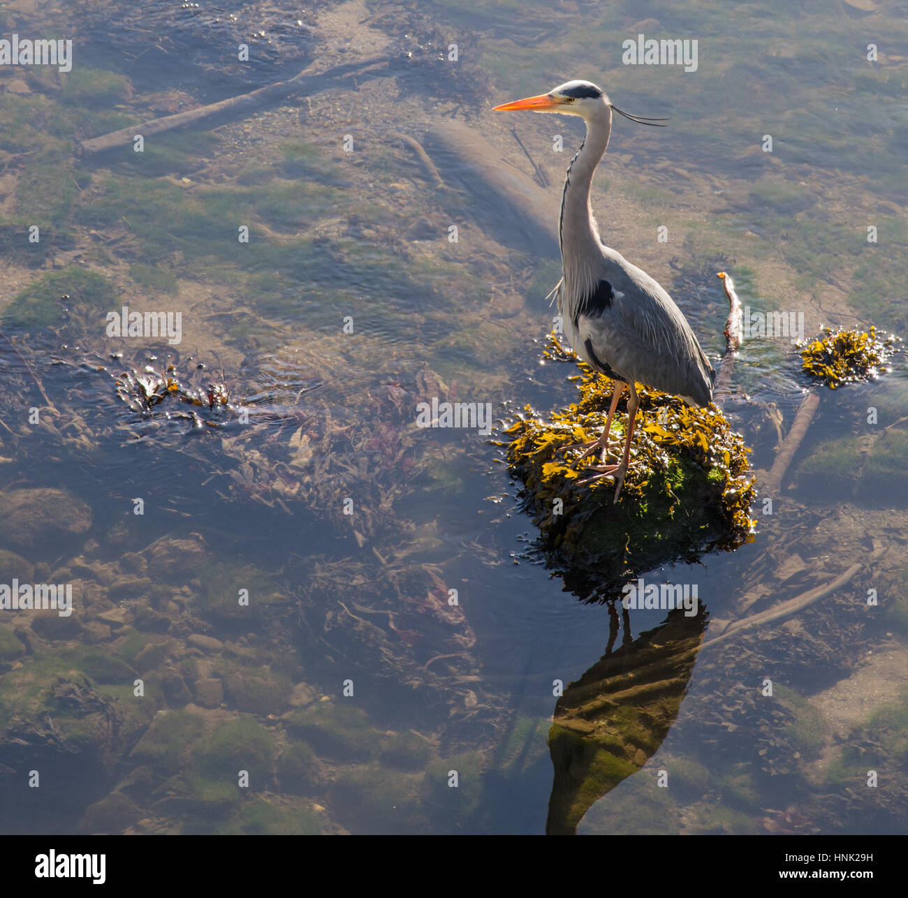 Heron color hi-res stock photography and images - Alamy