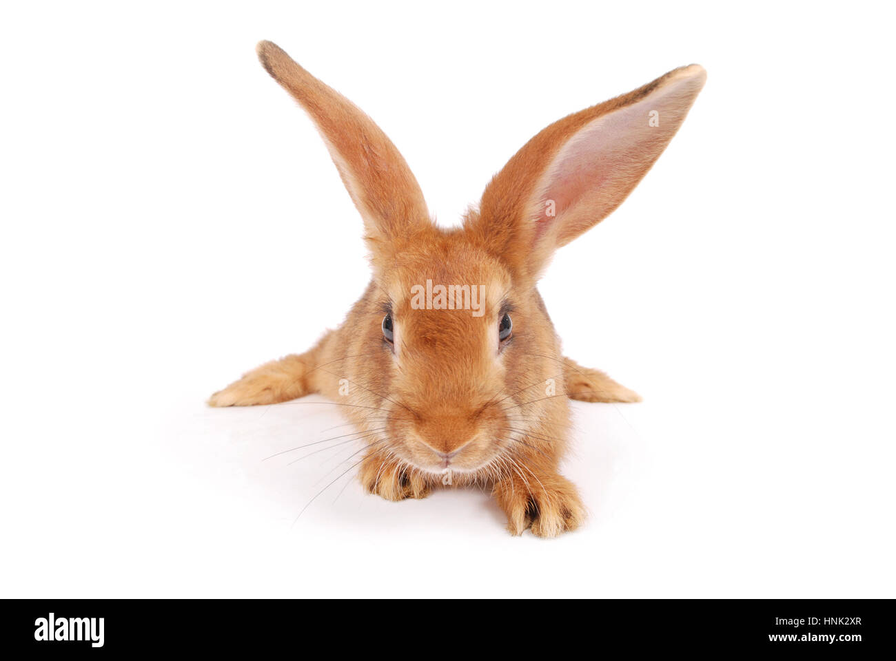 Little orange rabbit isolated on white background Stock Photo - Alamy