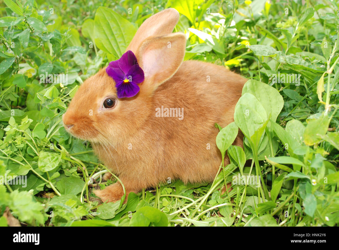 Little orange rabbit isolated on nature background Stock Photo - Alamy