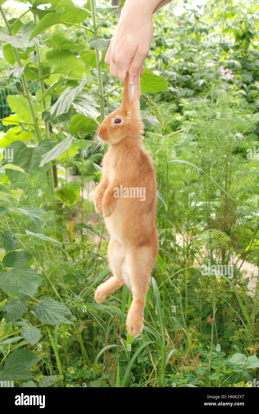 Little orange rabbit isolated on nature background Stock Photo - Alamy