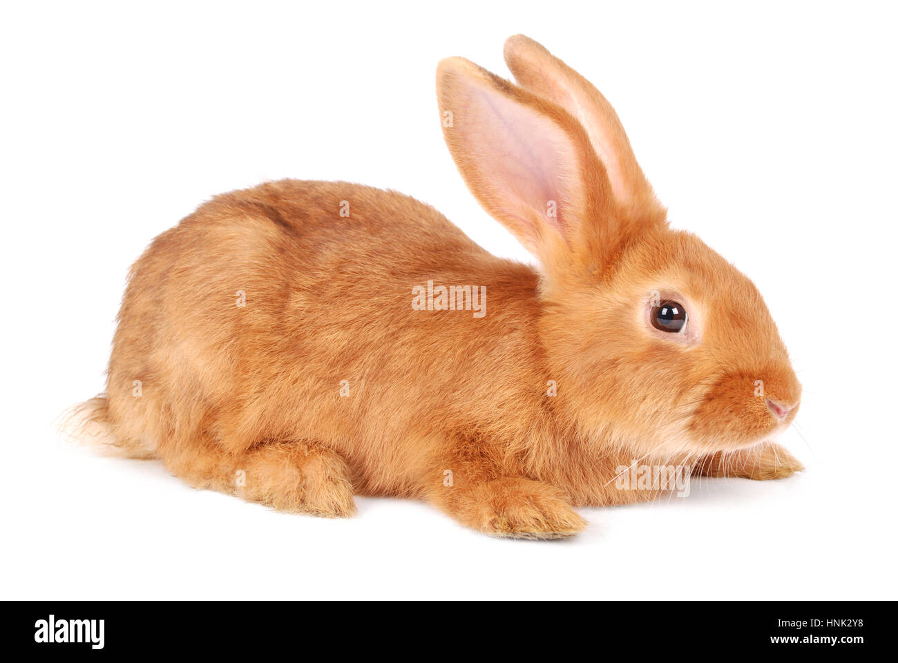 Little orange rabbit isolated on white background Stock Photo - Alamy