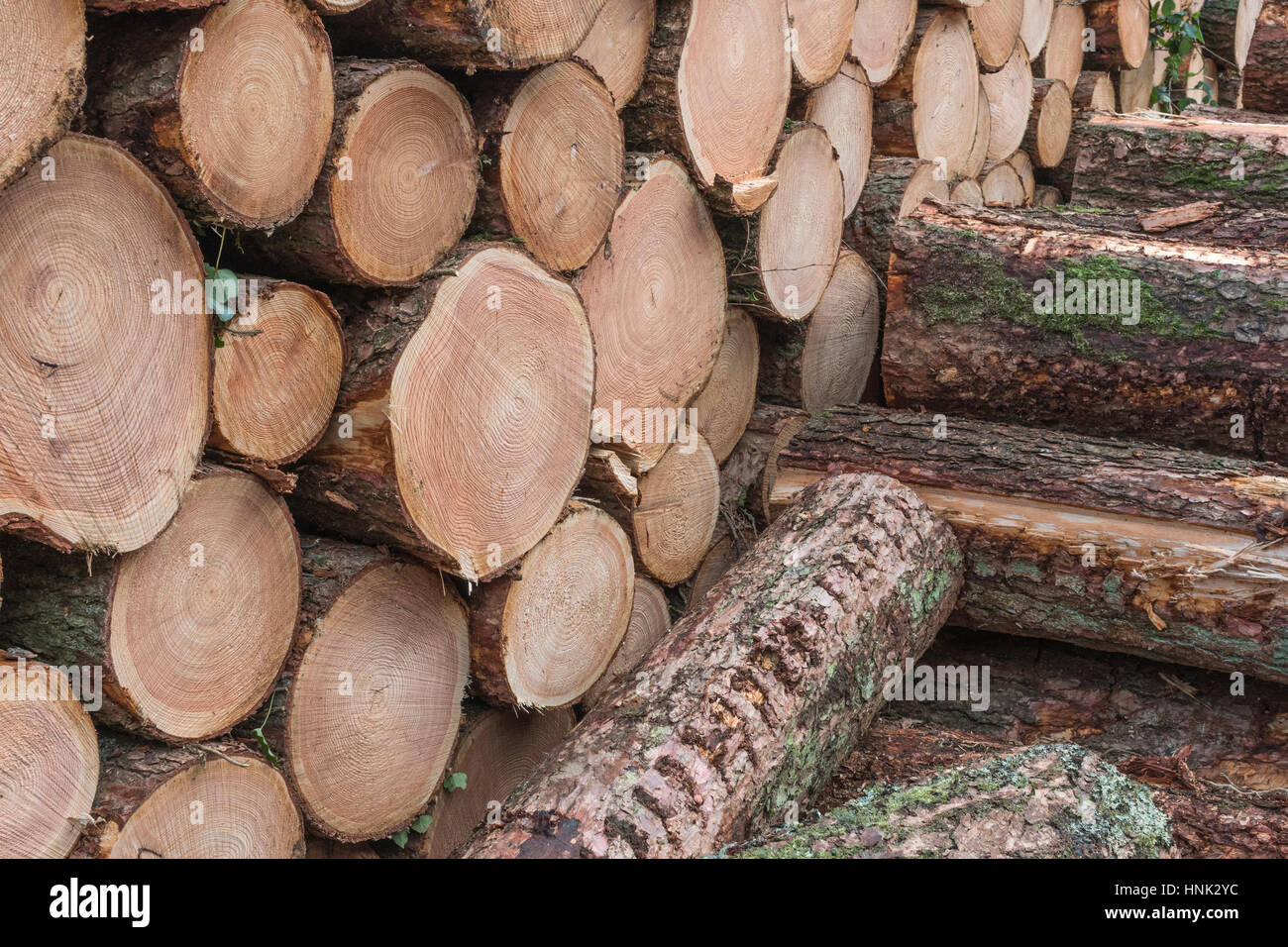 Logging Operations Stock Photos & Logging Operations Stock Images - Alamy