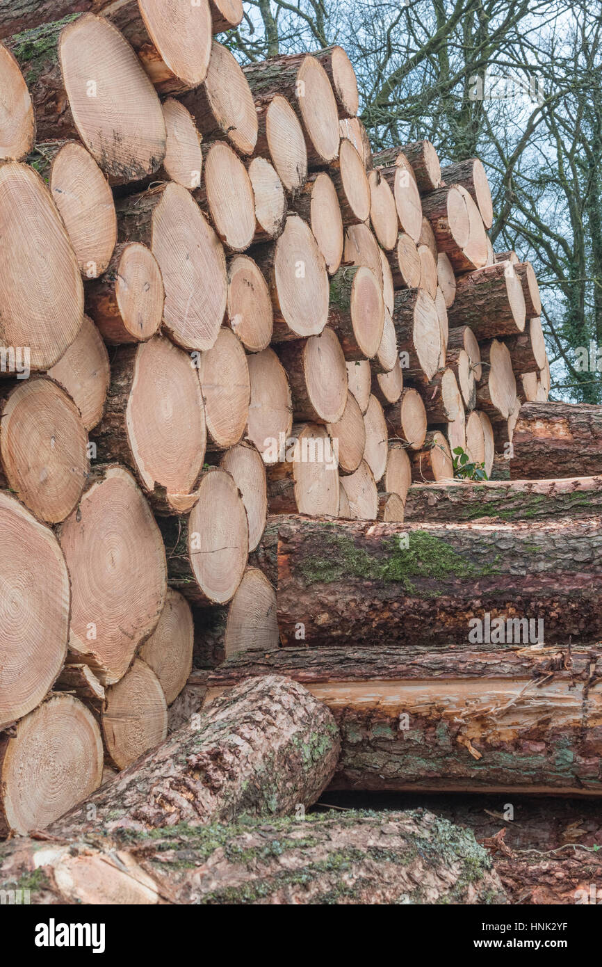 Pile of recently cut timber logs harvested during logging operations ...