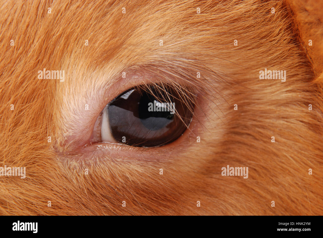 Orange little fluffy rabbit eye closeup Stock Photo - Alamy