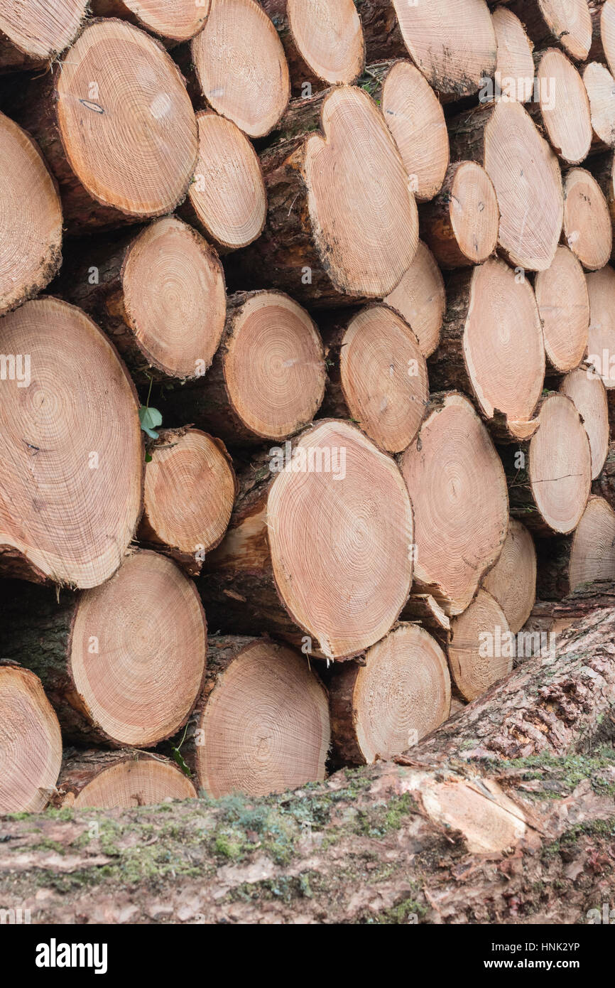 Logging operations hi-res stock photography and images - Alamy