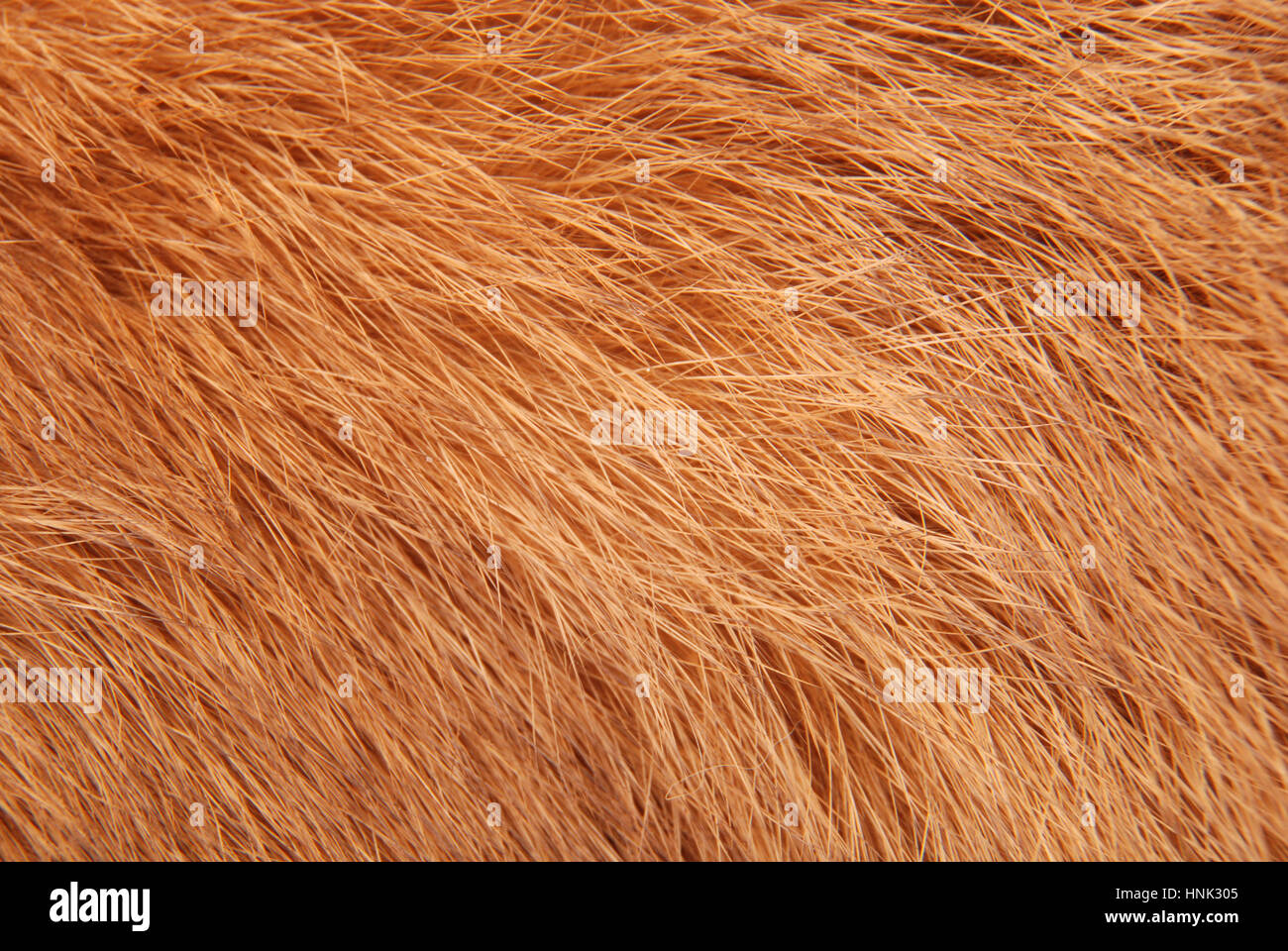 Orange fluffy rabbit fur as background Stock Photo - Alamy