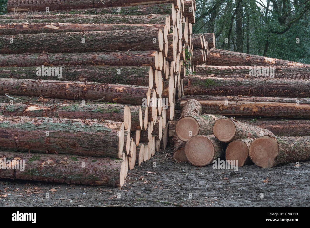 Forestry operations hi-res stock photography and images - Alamy