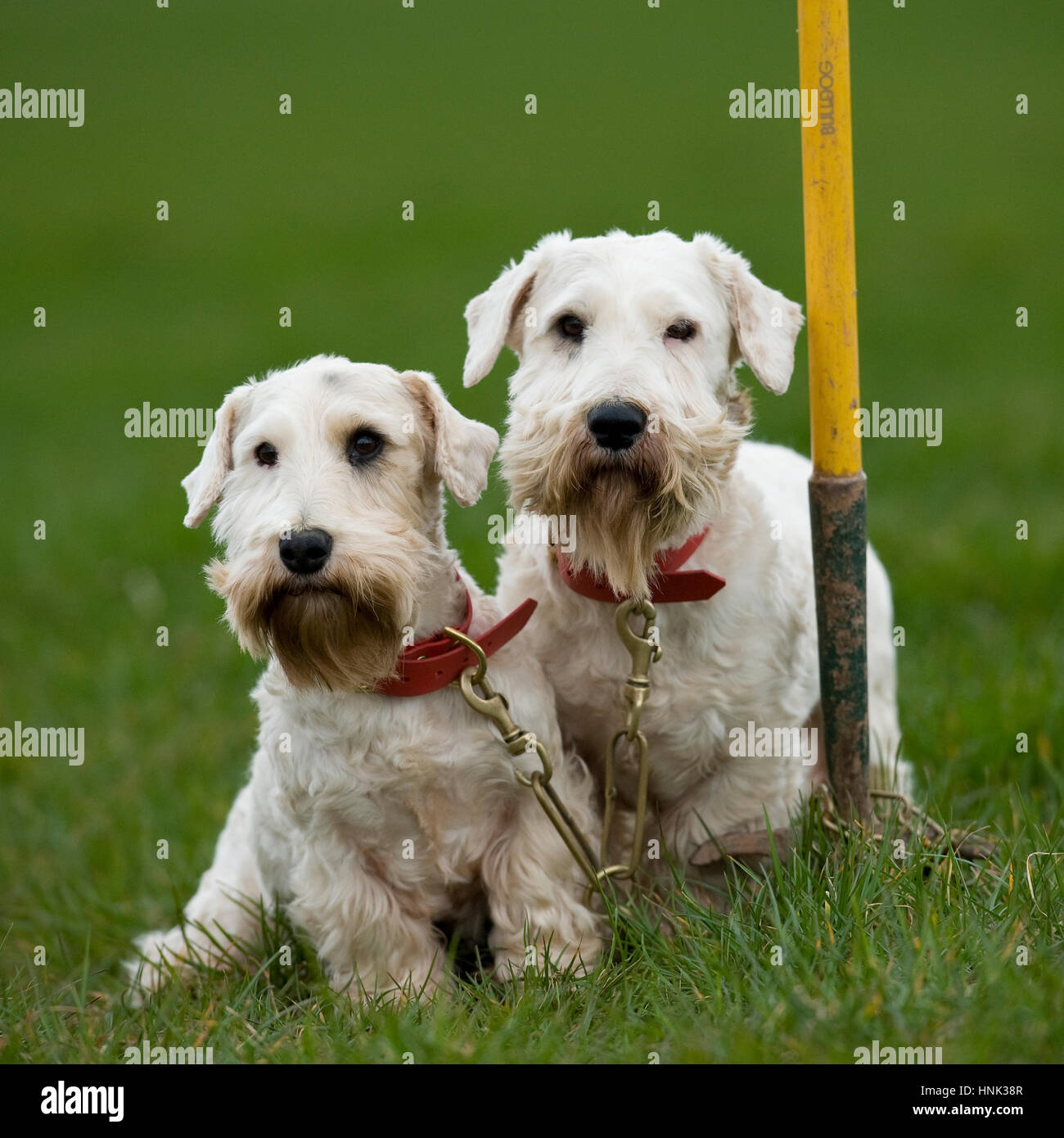 Sealyham High Resolution Stock Photography and Images - Alamy