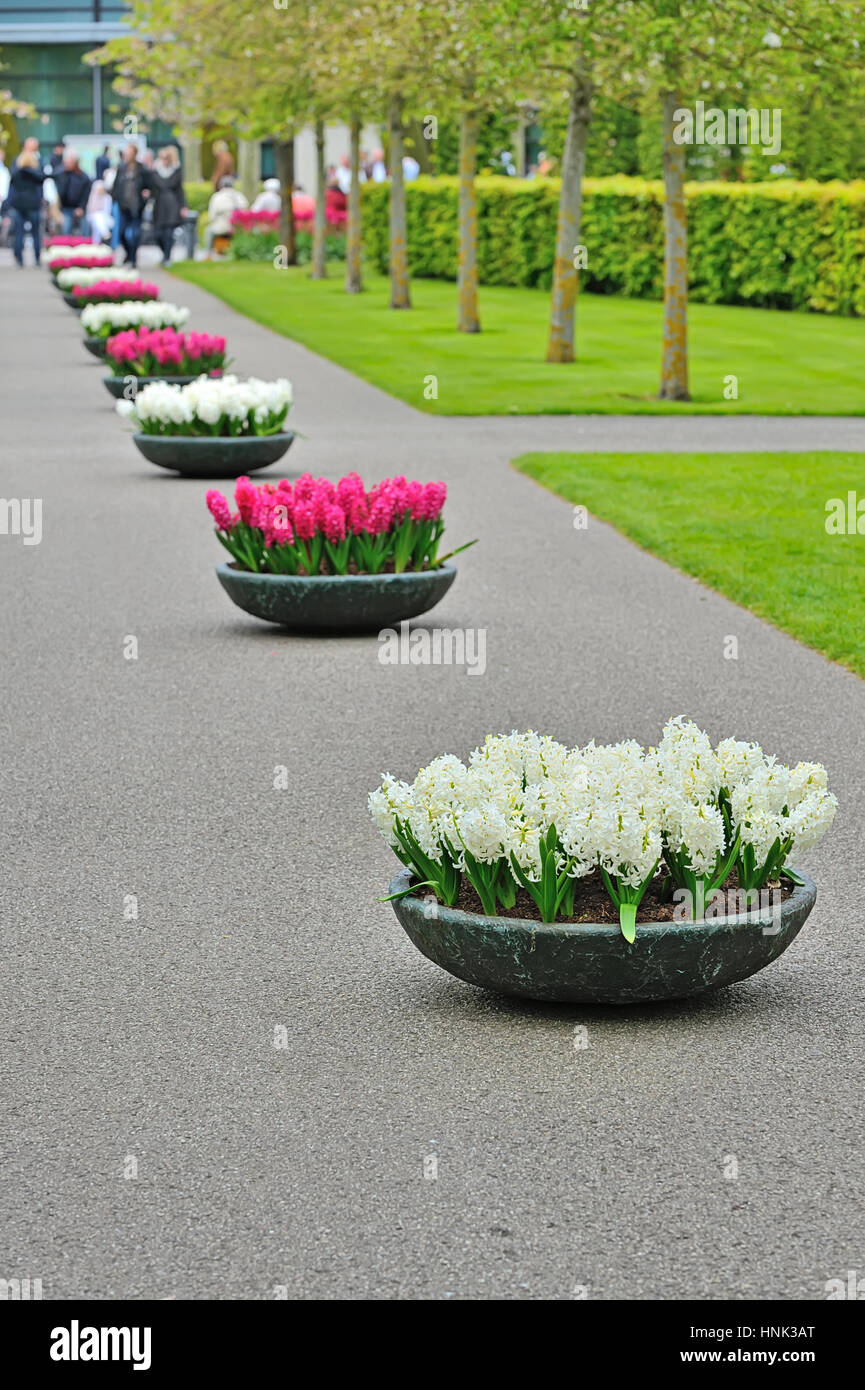 Hyacinth flowers in spring garden Stock Photo - Alamy