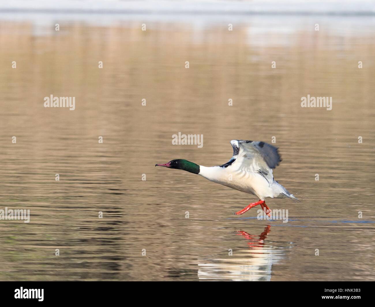 Duck, Common Merganser, drake Stock Photo - Alamy