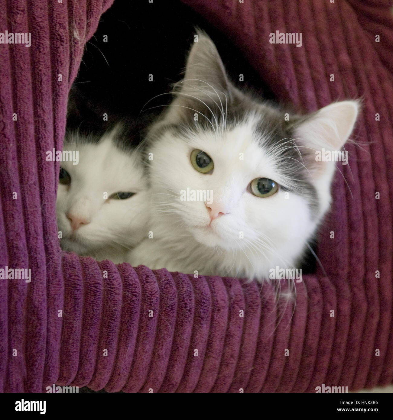 Cute kittens cats hi-res stock photography and images - Alamy