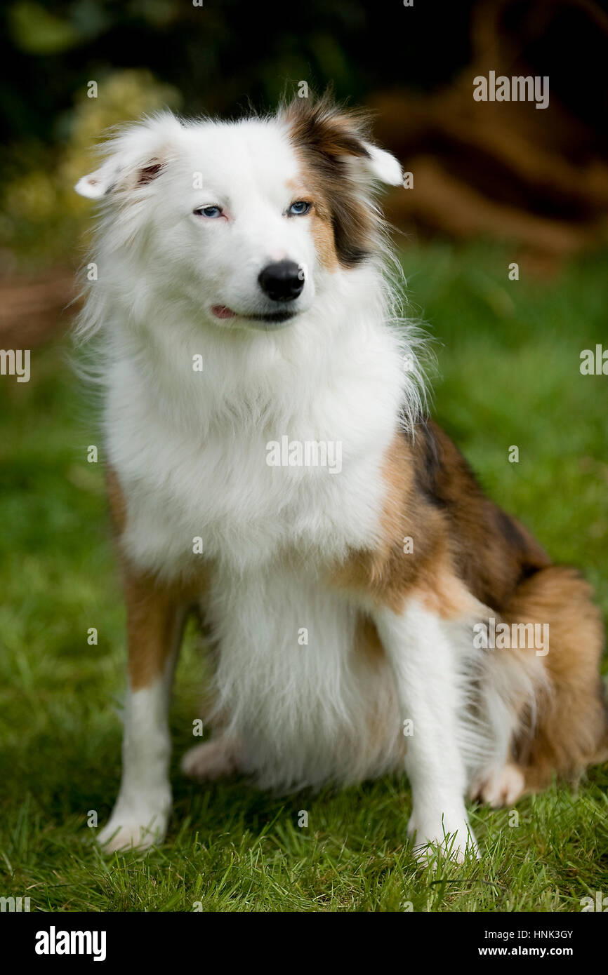 working farm sheep dog collie Stock Photo - Alamy