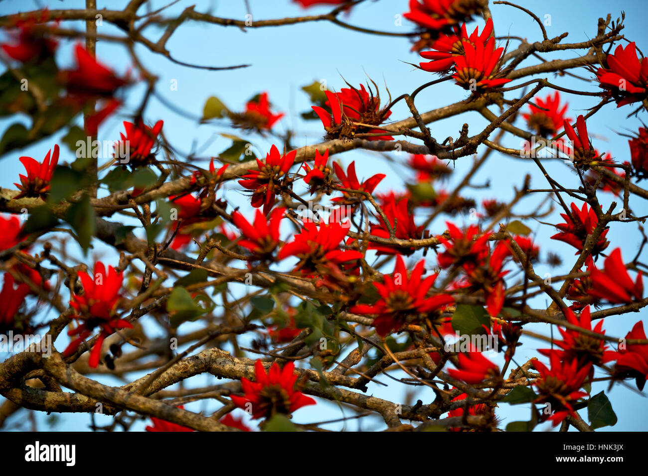 Erythrina caffra hi-res stock photography and images - Alamy