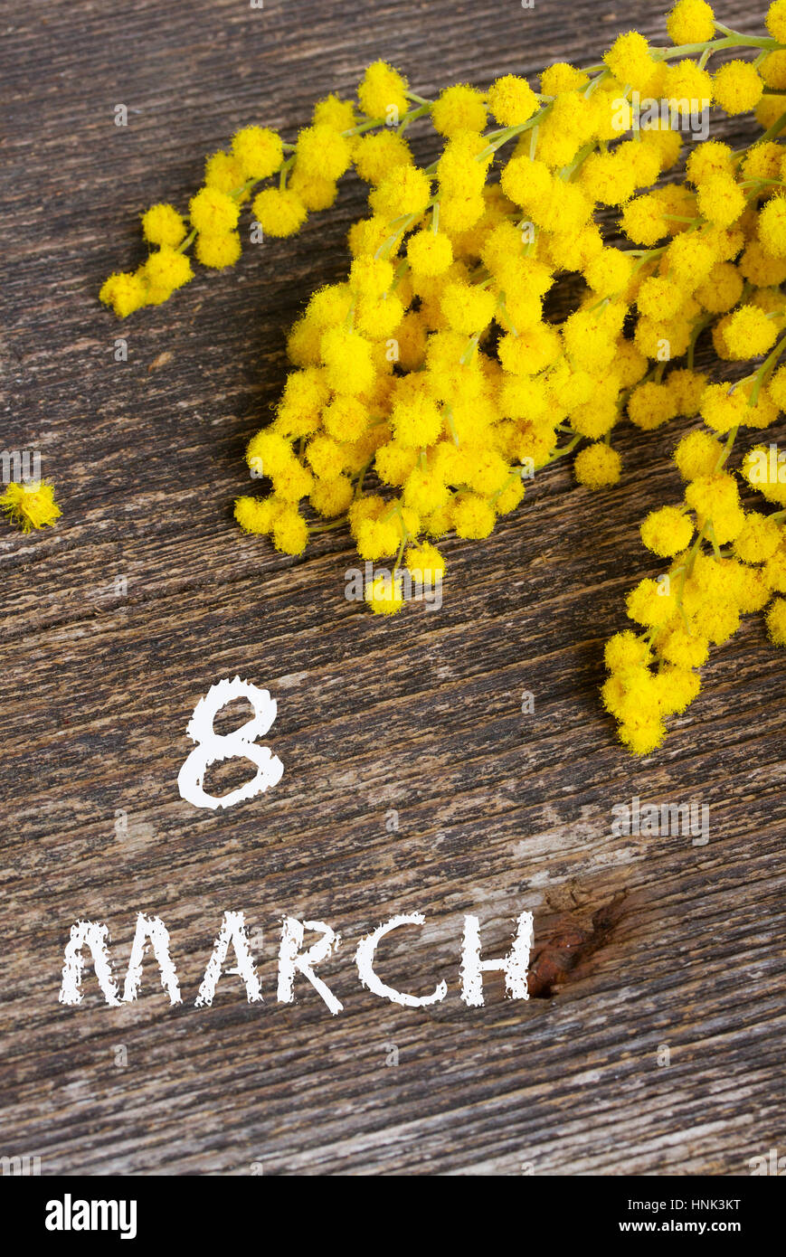 French mimosa with catkins Stock Photo - Alamy