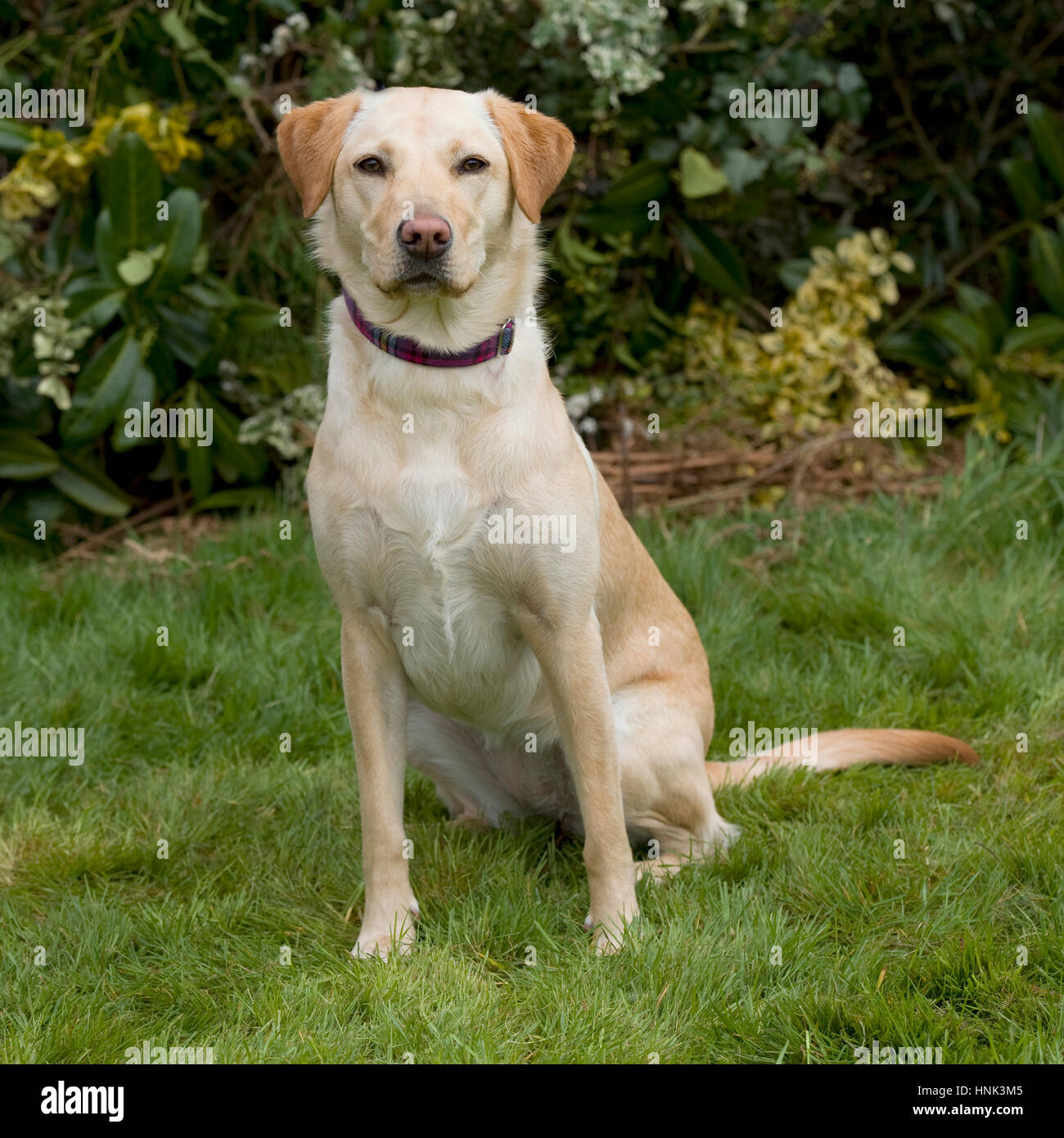 yellow labrador retriever Stock Photo - Alamy