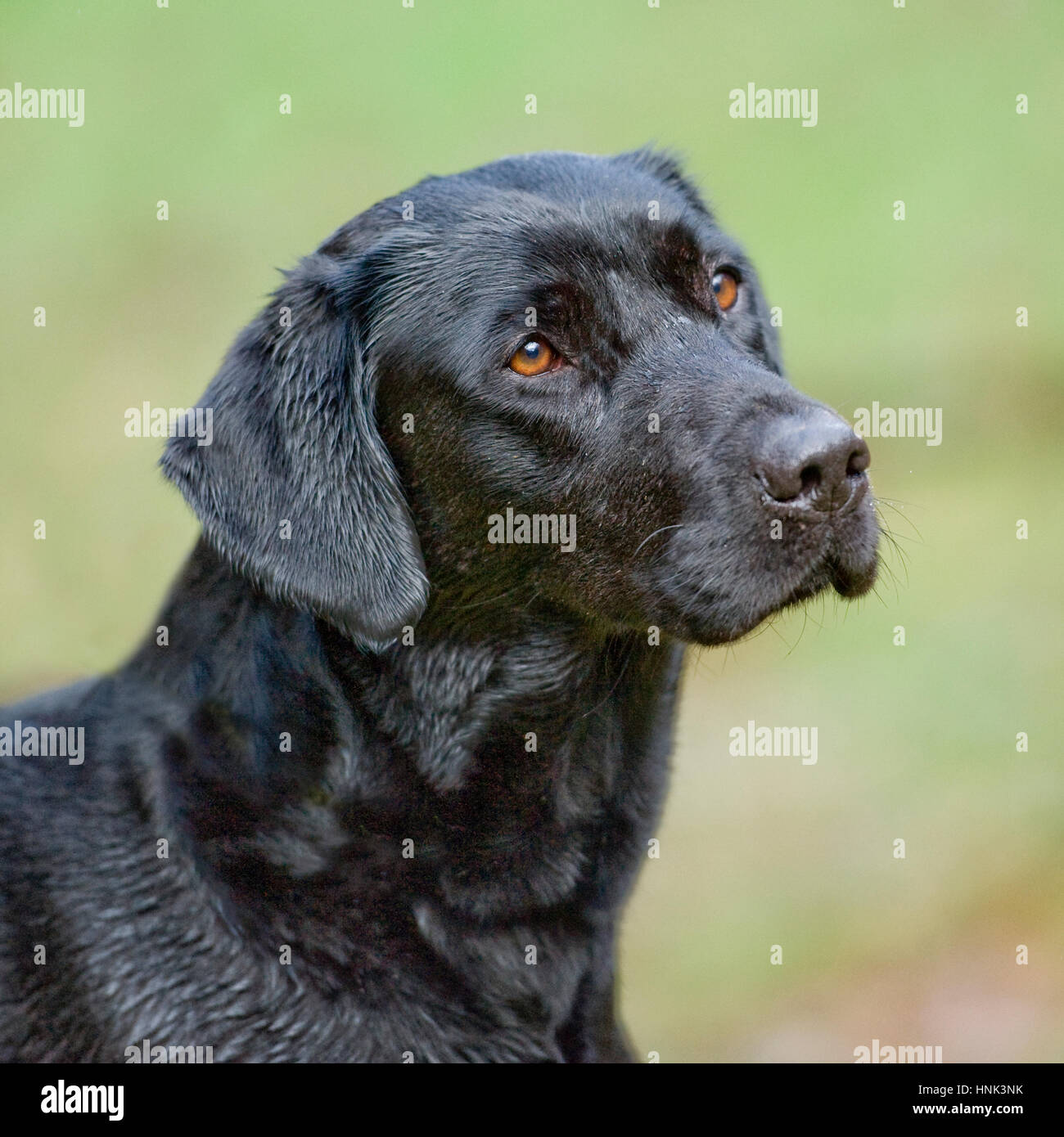 black labrador retriever Stock Photo - Alamy