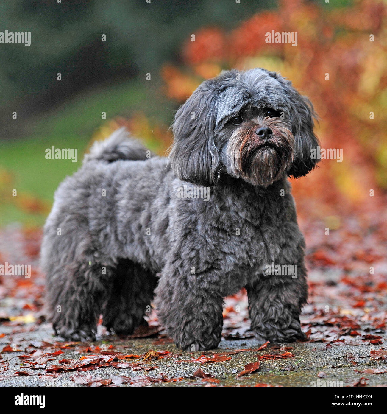 Grey Shih Tzu High Resolution Stock Photography and Images - Alamy