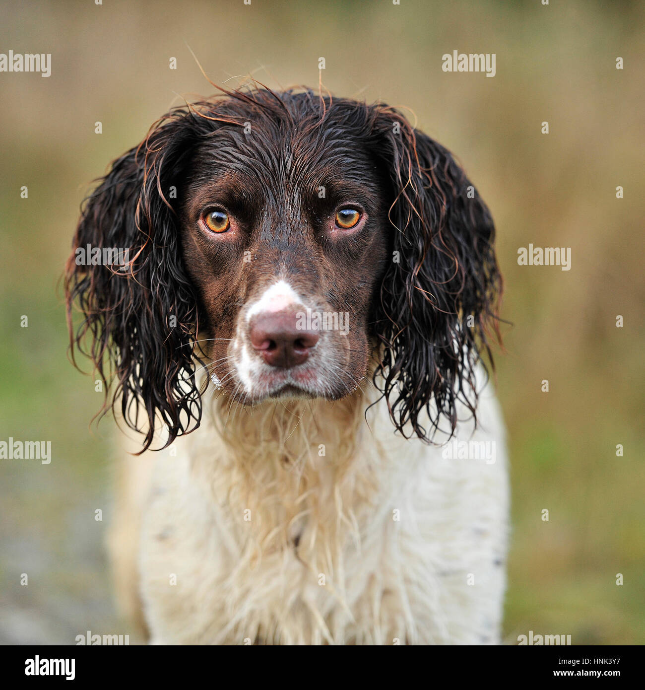 wet english springer spaniel Stock Photo - Alamy