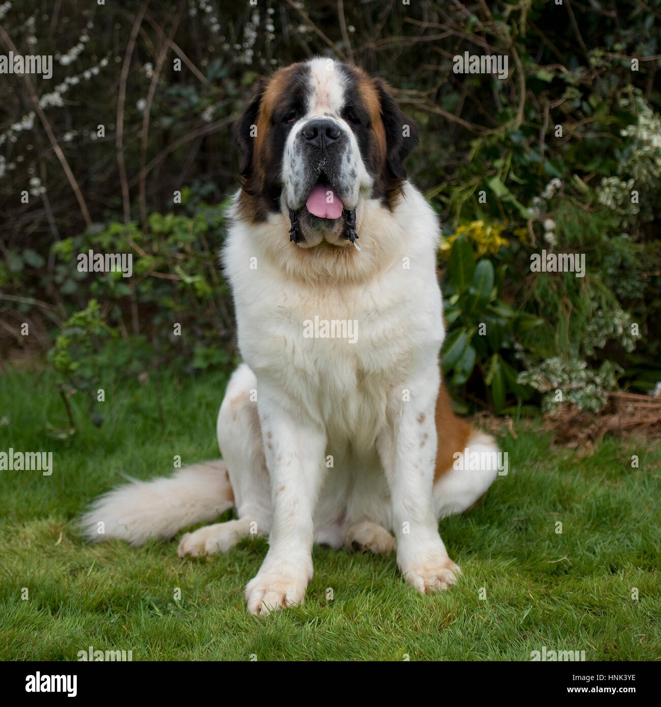 St Bernard Pedigree Dog High Resolution Stock Photography and Images ...