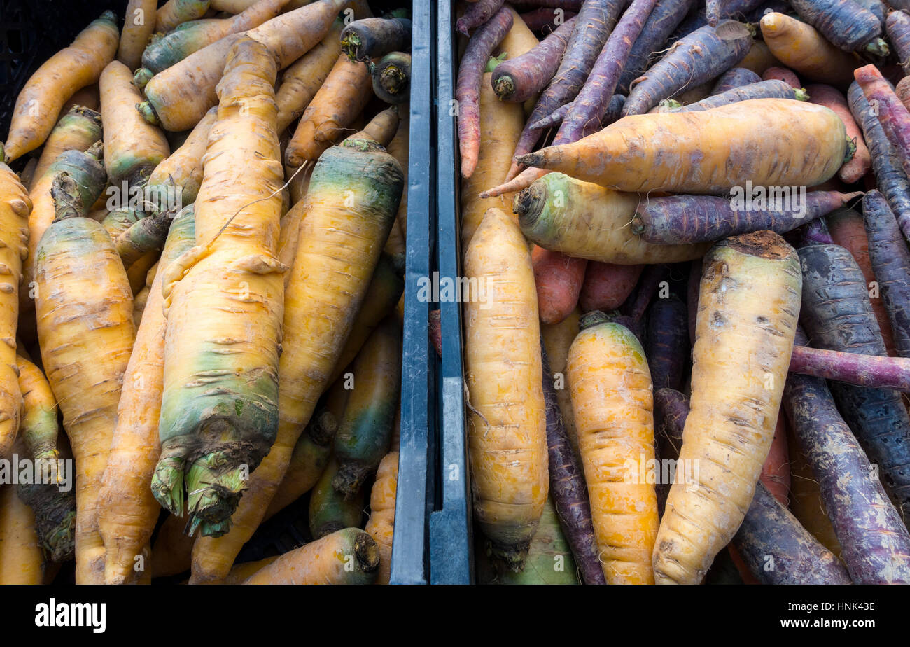 A mix of purple and yellow carrots Stock Photo - Alamy