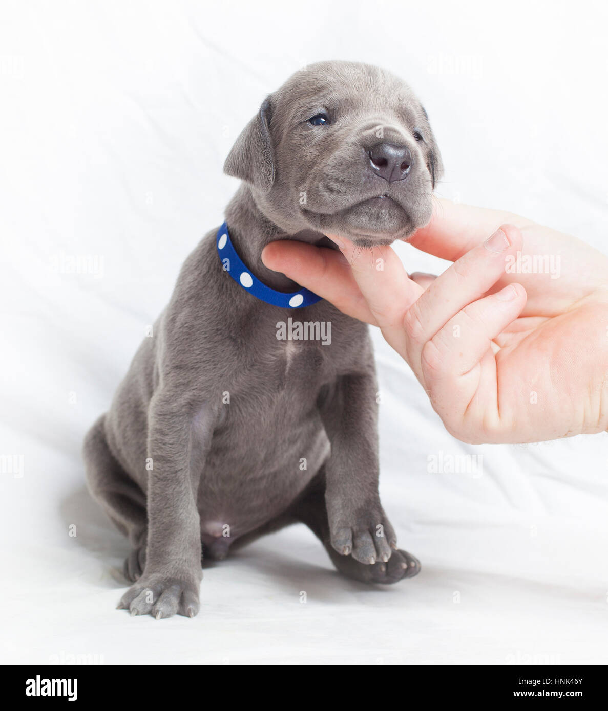 Grey Great Dane purebred puppy that is on a white background Stock ...