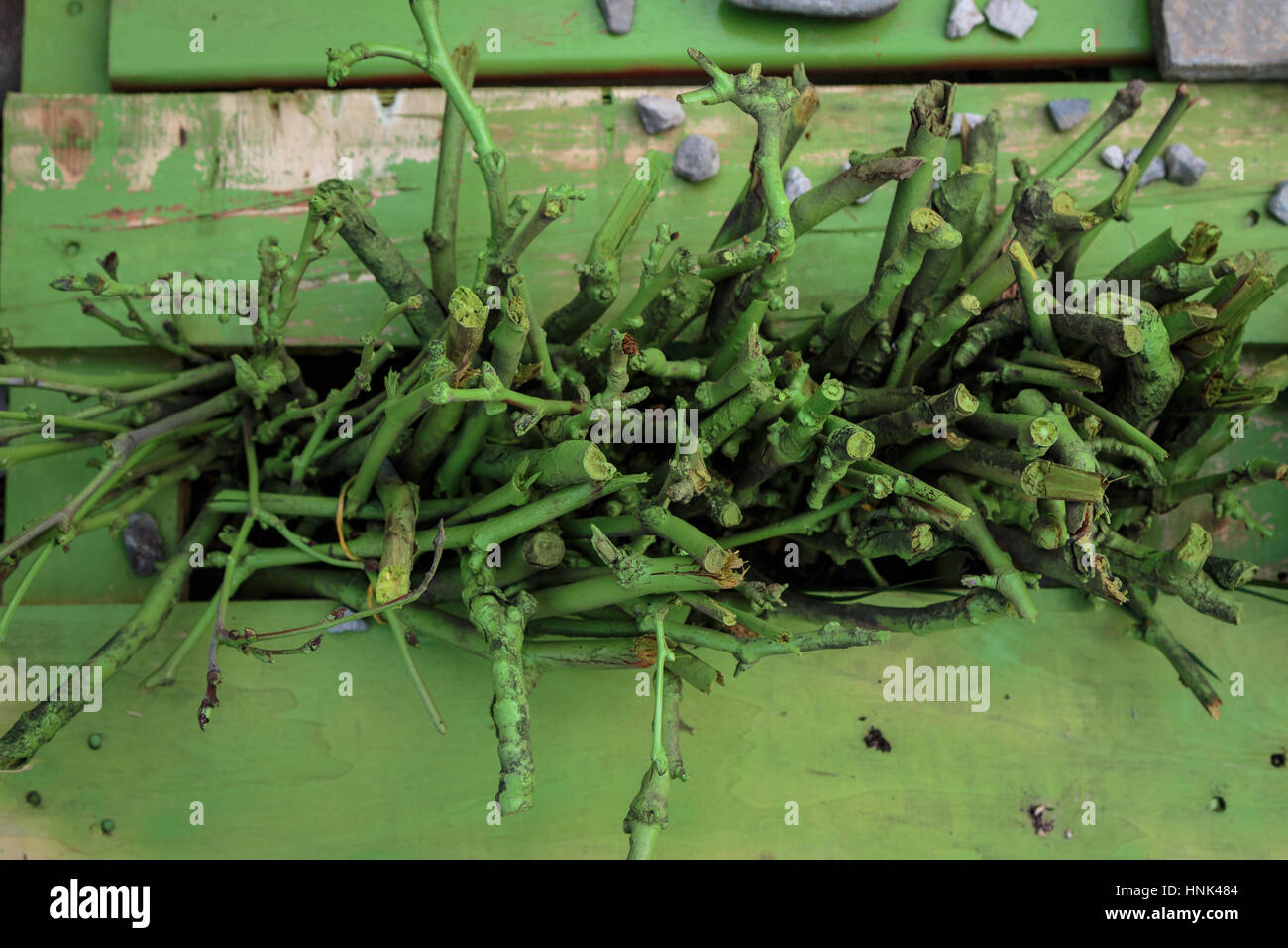 Group of Green Twigs inside Woodden Table Stock Photo - Alamy